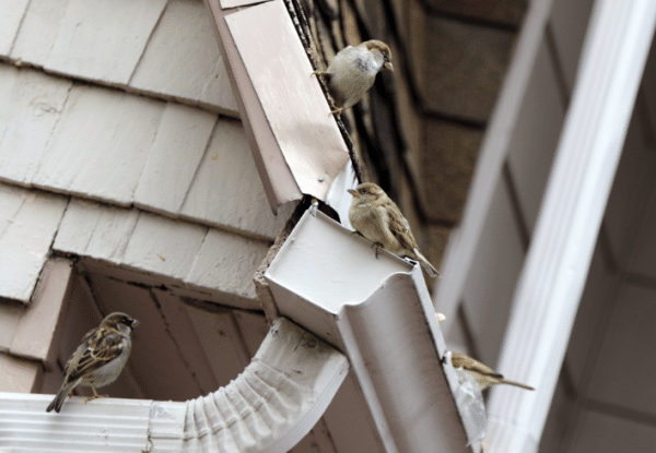 9 Bird Pest Control Tips For Office Buildings
