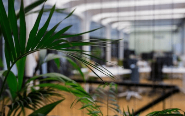 Green practices that take over offices and workplaces this year
